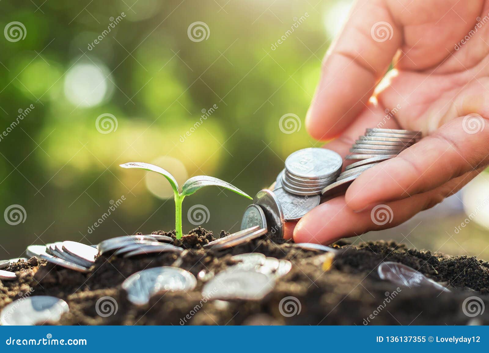 Hand Holding Money Puting on Soil and Young Growing Stock Image - Image ...