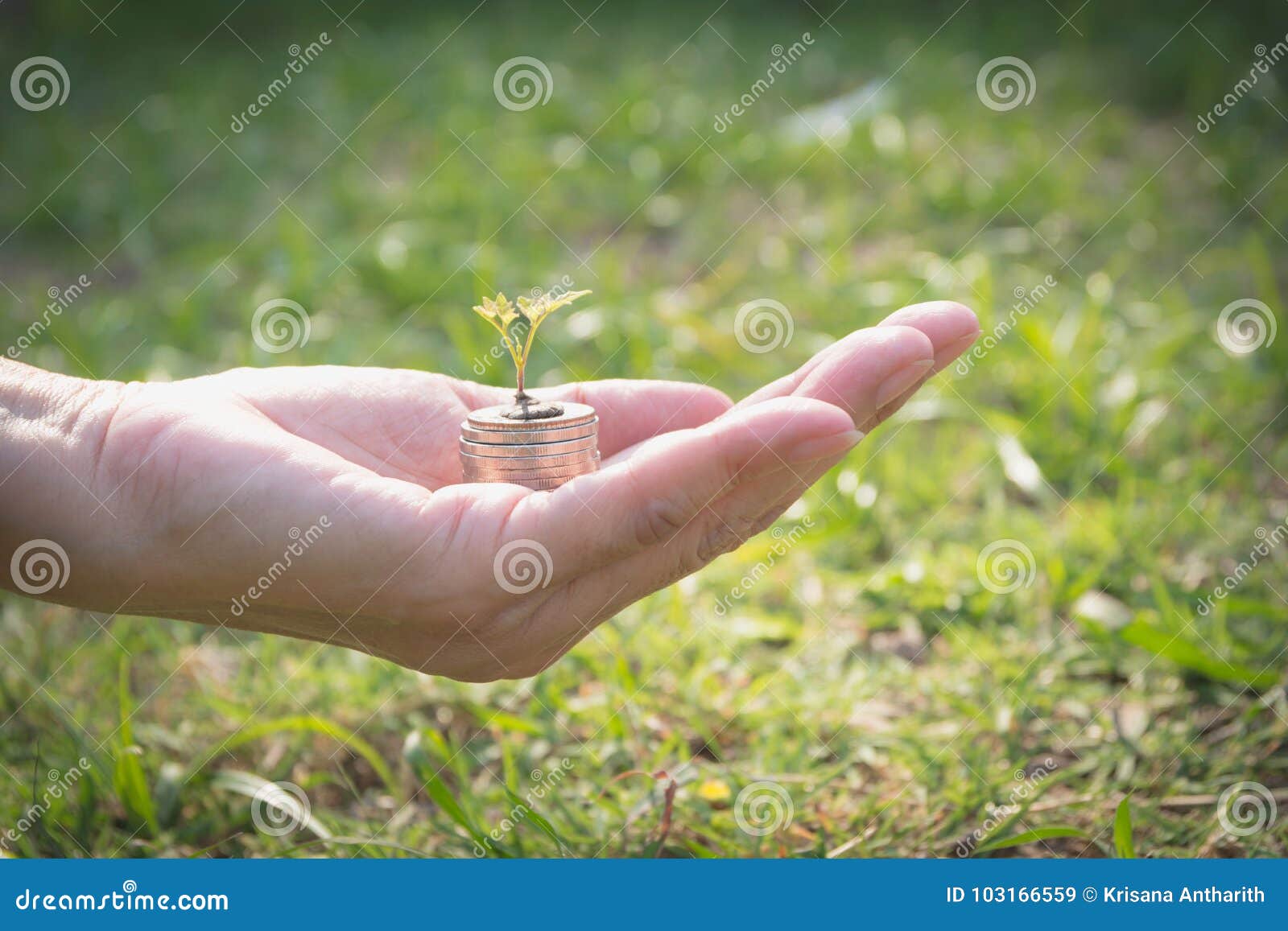 Hand Holding Money Tree Growing from Money. Stock Image - Image of ...