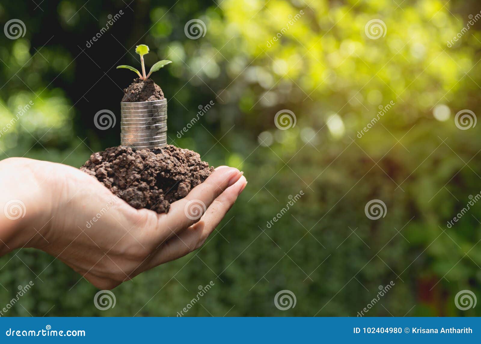 Hand Holding Money Tree Growing from Money. Financial and Saving Stock ...