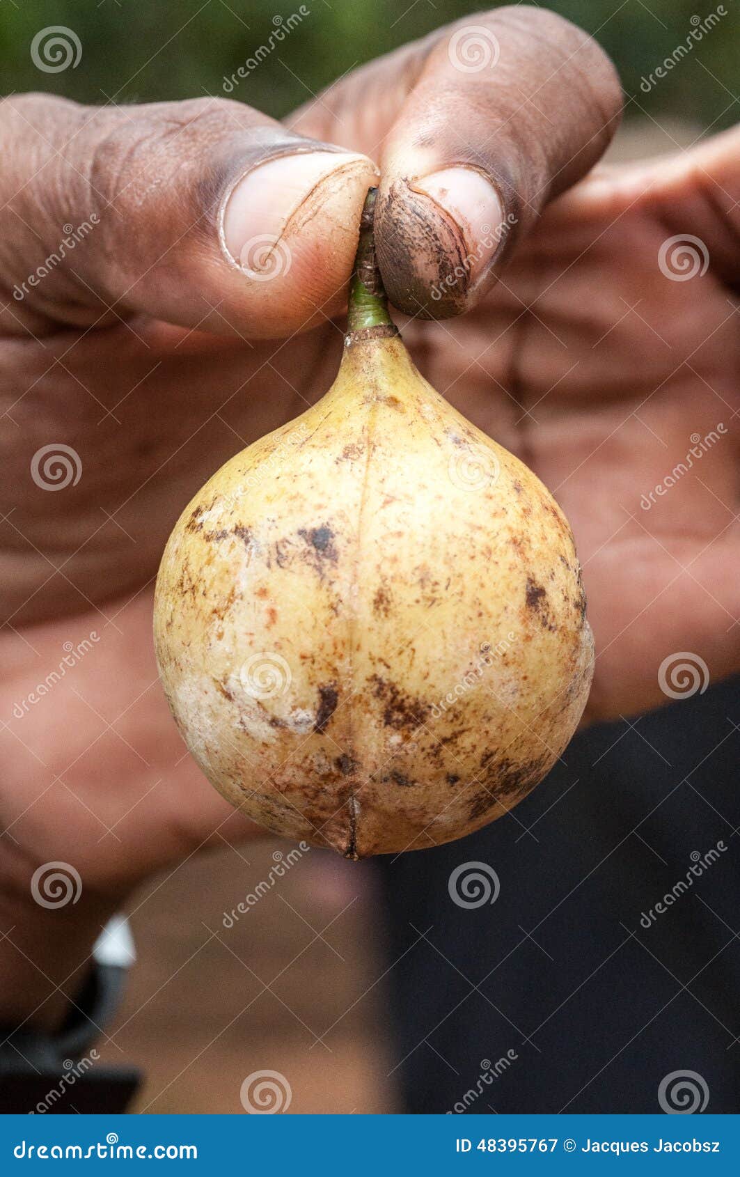 Hand holding Nutmeg stock image. Image of touching, mace - 48395767