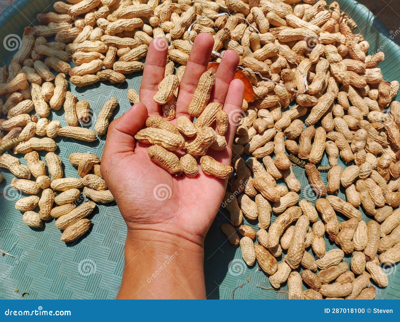 Hand holding nuts stock photo. Image of warm, eating - 287018100