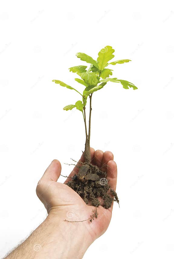 Hand holding oak tree stock image. Image of environment - 14492115