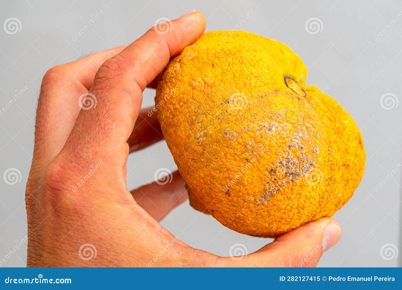 Hand Holding an Old Lemon in a State of Rot Stock Image - Image of ...