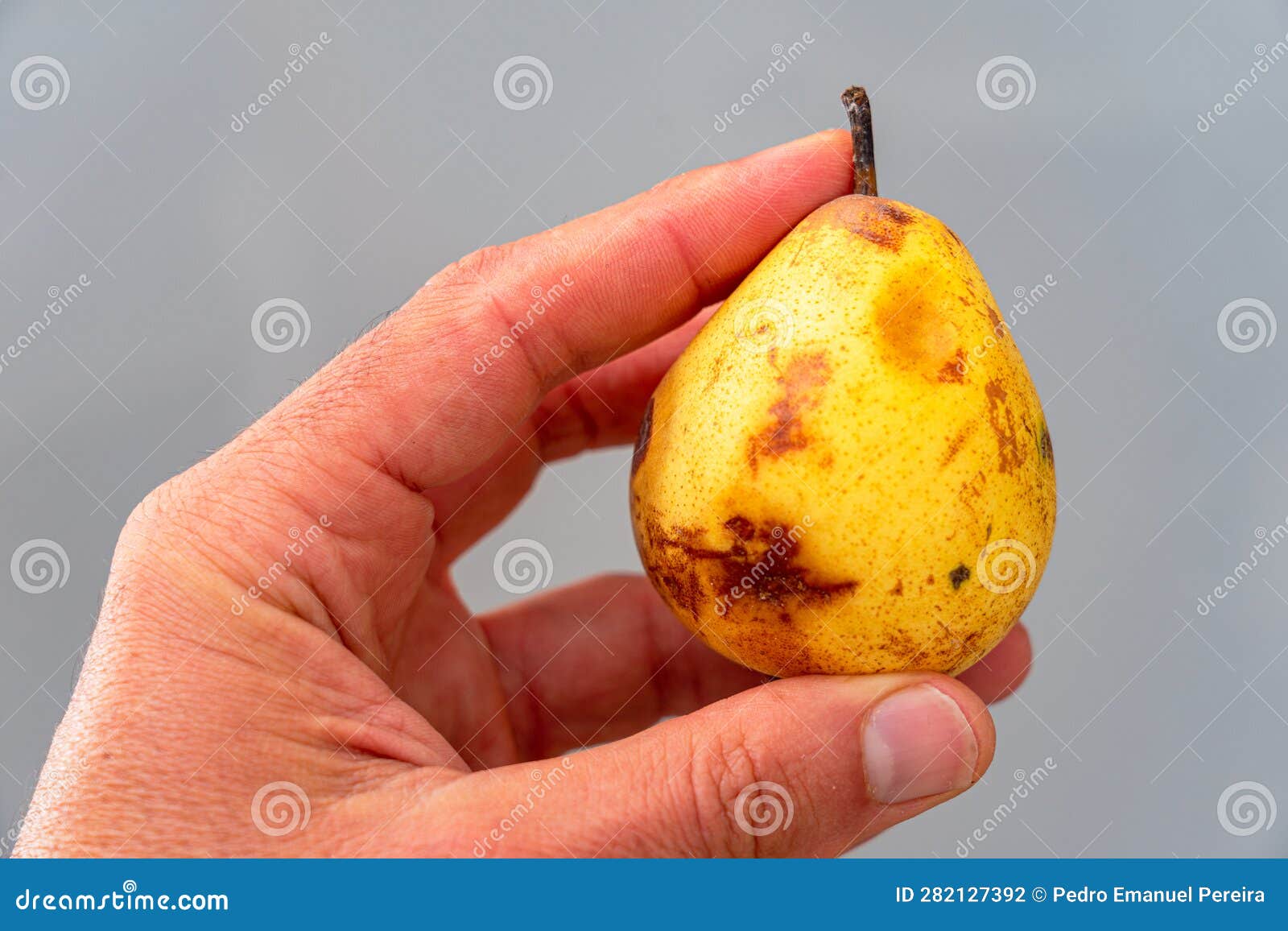 Hand Holding an Old Ripe Pear in a State of Decay Stock Photo - Image ...