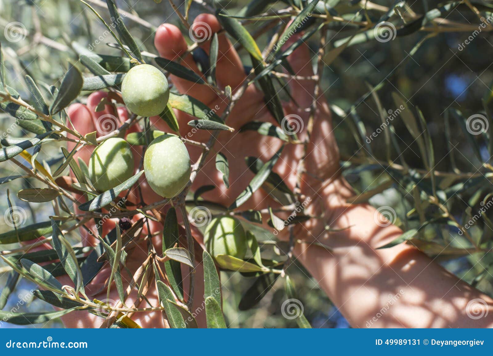Hand holding olive branch stock image. Image of farm - 49989131