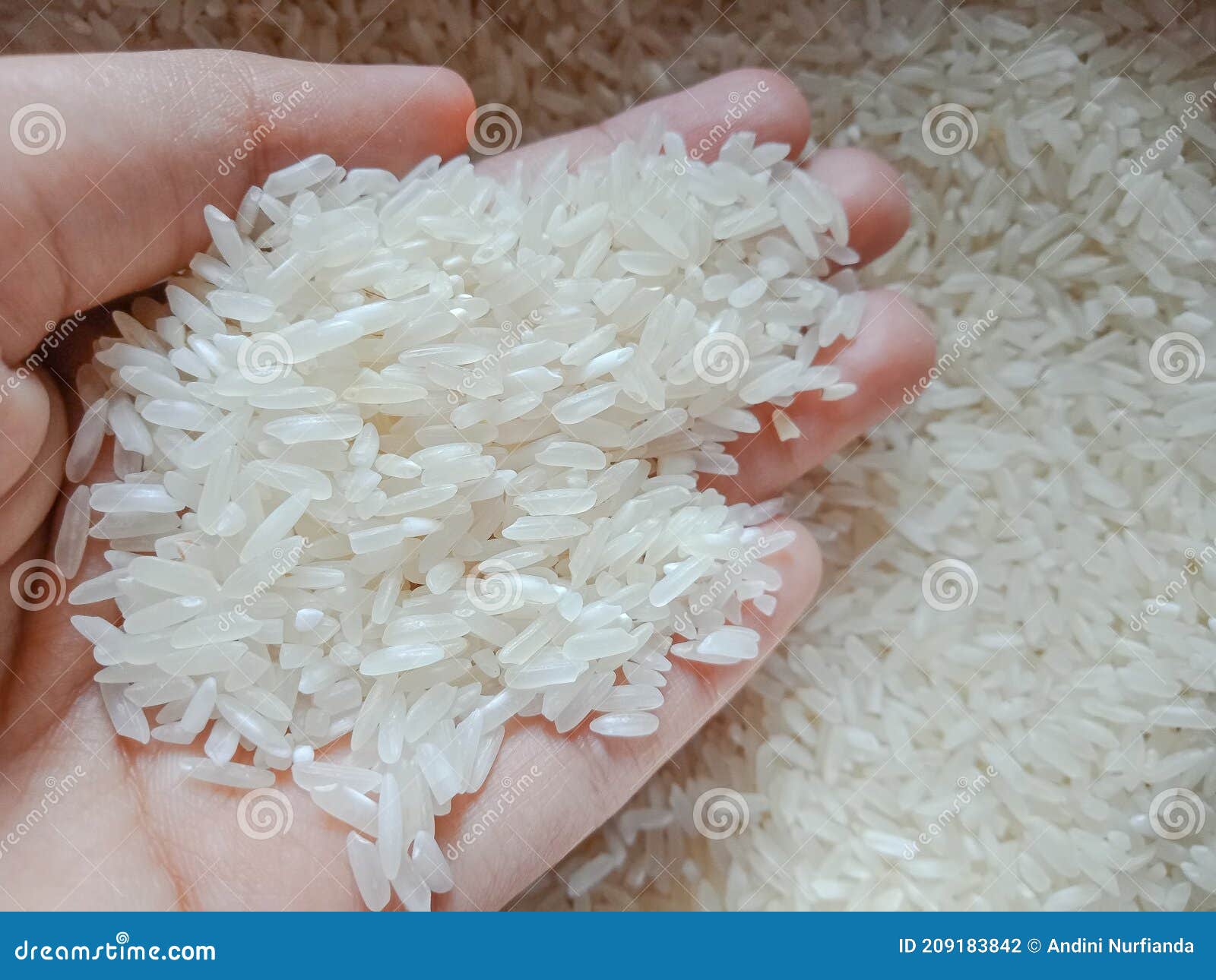 Hand holding organic rice stock photo. Image of fish - 209183842