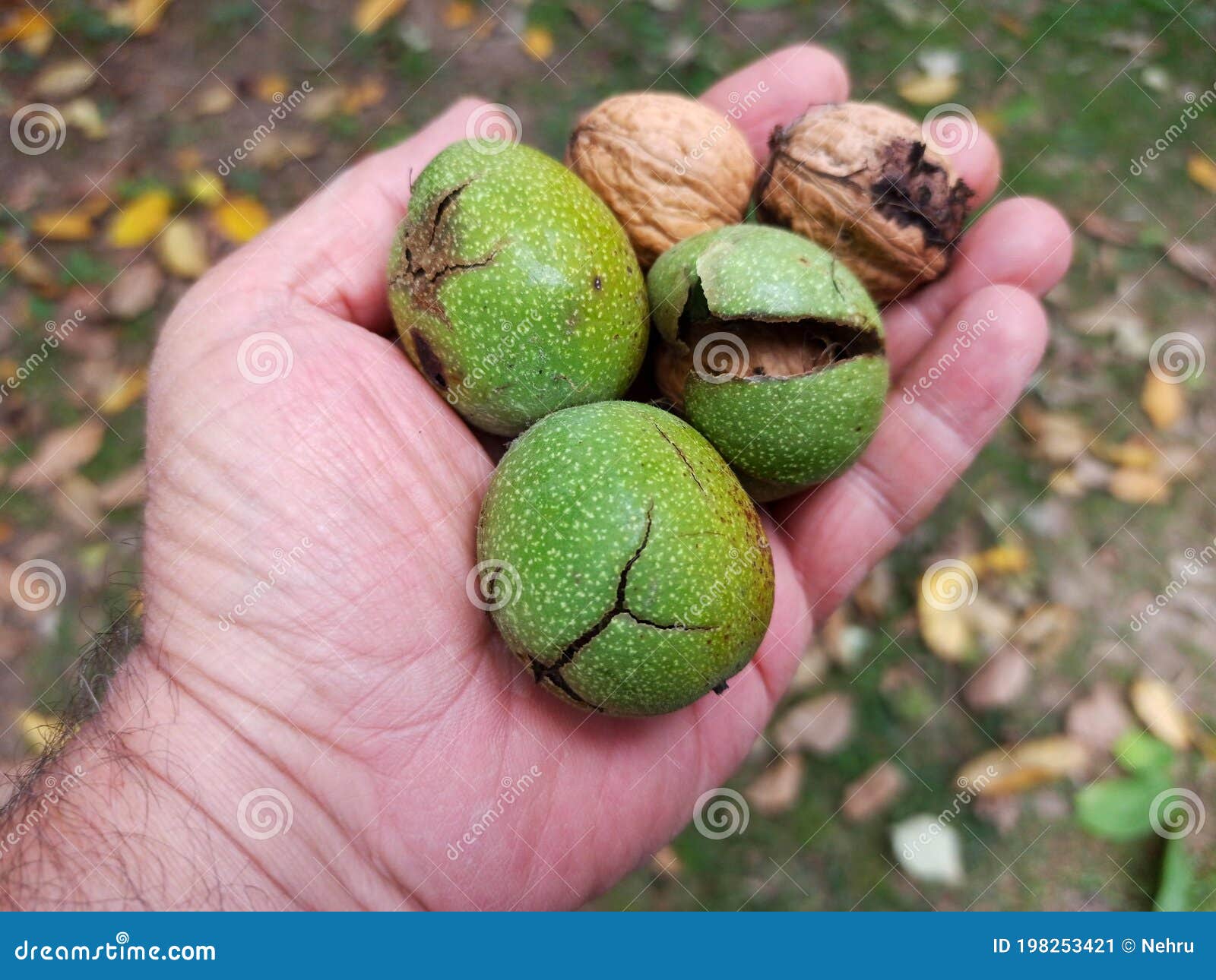 Hand Holding Organic Walnuts Stock Image - Image of fiber, natural ...