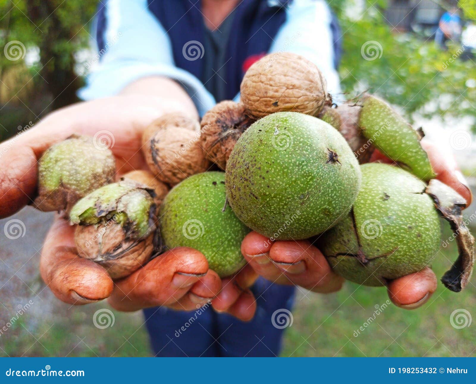 Hand Holding Organic Walnuts Stock Photo - Image of nature, holding ...