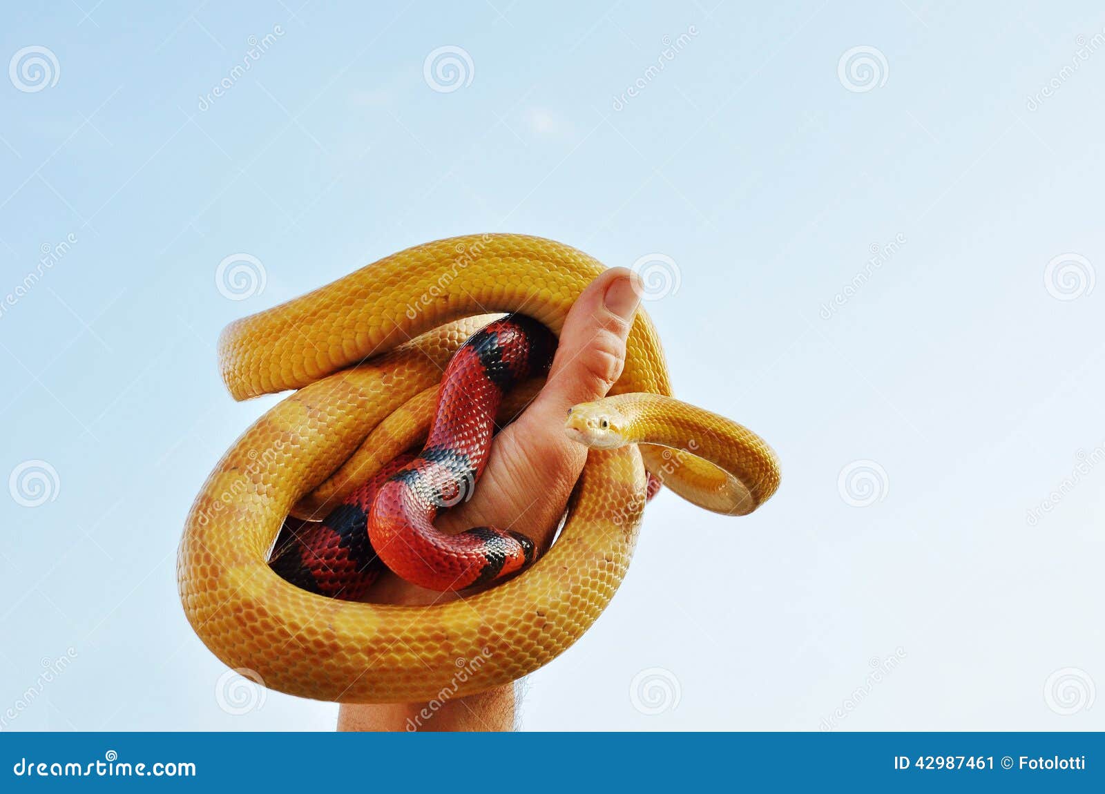 Hand Holding a Pair of Snakes Stock Image - Image of couple, asian ...