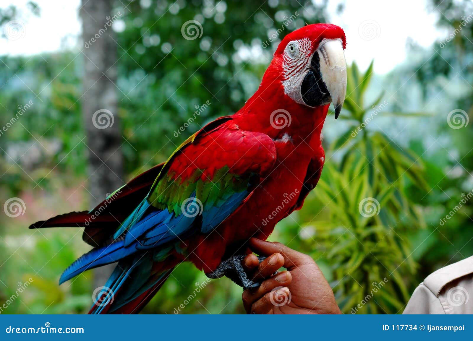 Hand holding Parrot stock photo. Image of fauna, colour - 117734