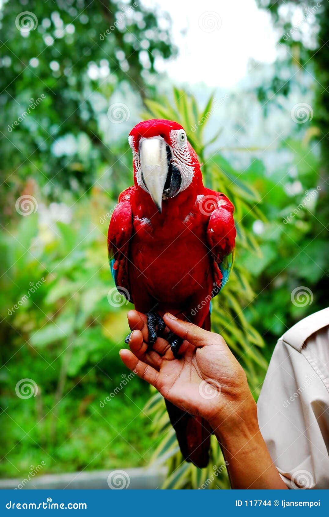 Hand holding Parrot stock photo. Image of tropical, colorful - 117744