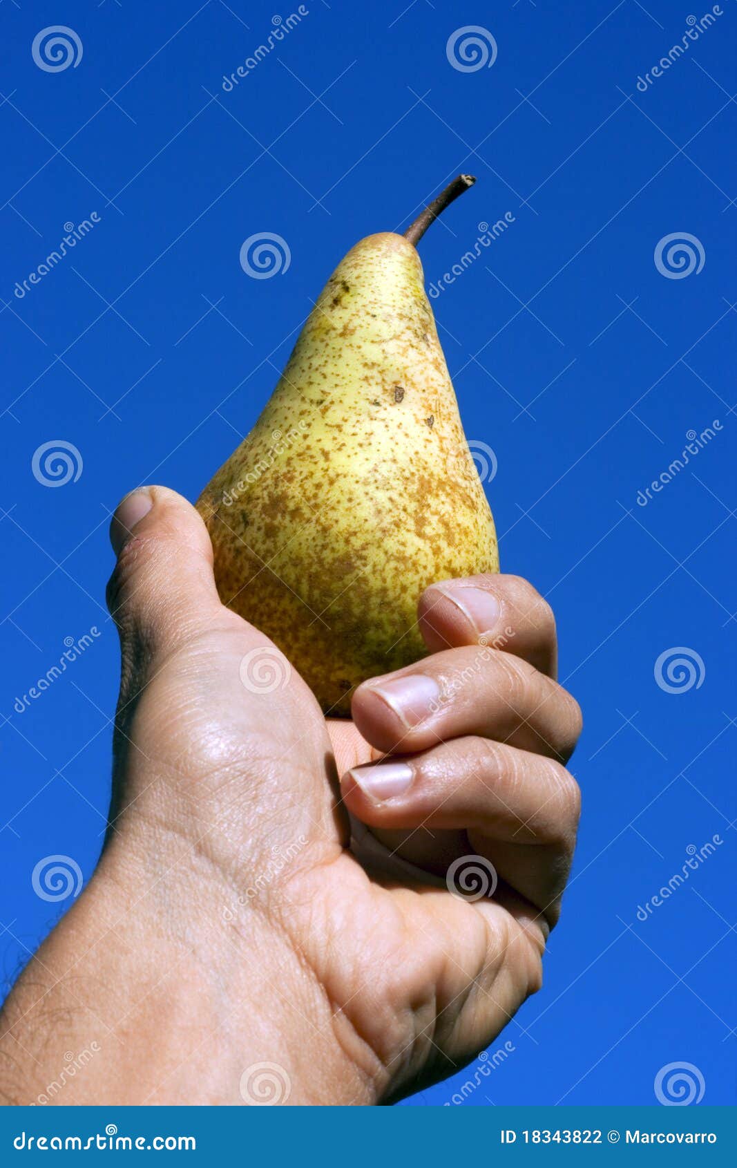 Hand holding a Pear stock photo. Image of holding, gastronomy - 18343822