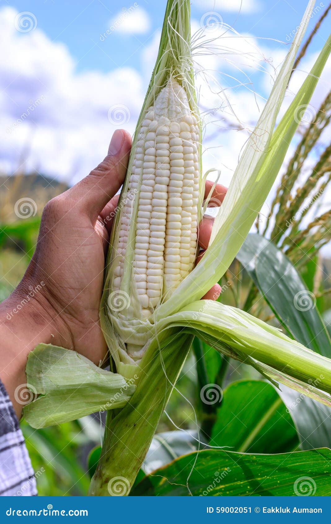Hand Holding Peeled Raw Corn in Field Stock Image - Image of plantation ...