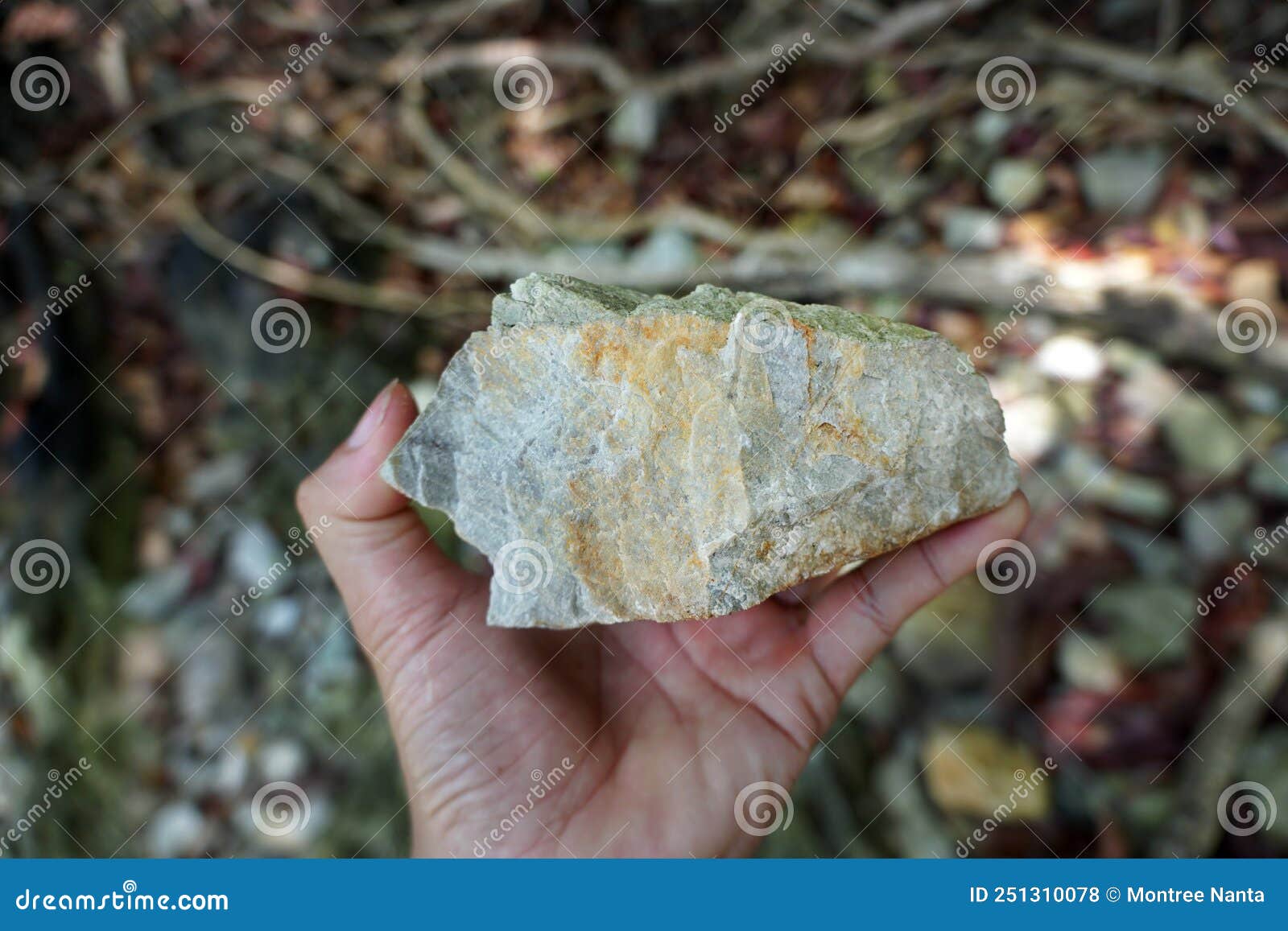 Hand Holding a Piece of Raw Quartzite Metamorphic Rock. Stock Photo ...