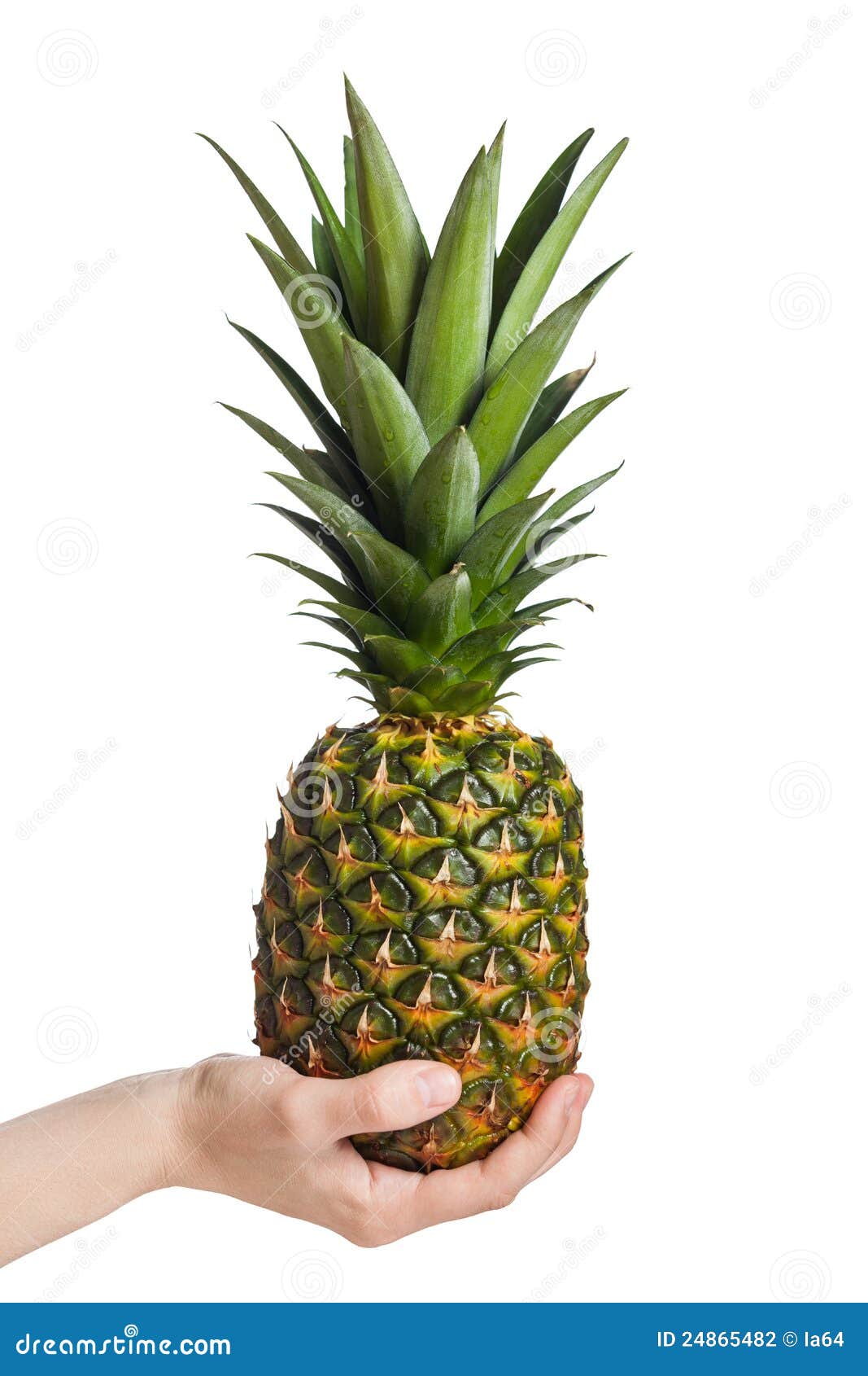 Hand Holding Pineapple Fruit Stock Photo - Image of adult, refreshment ...