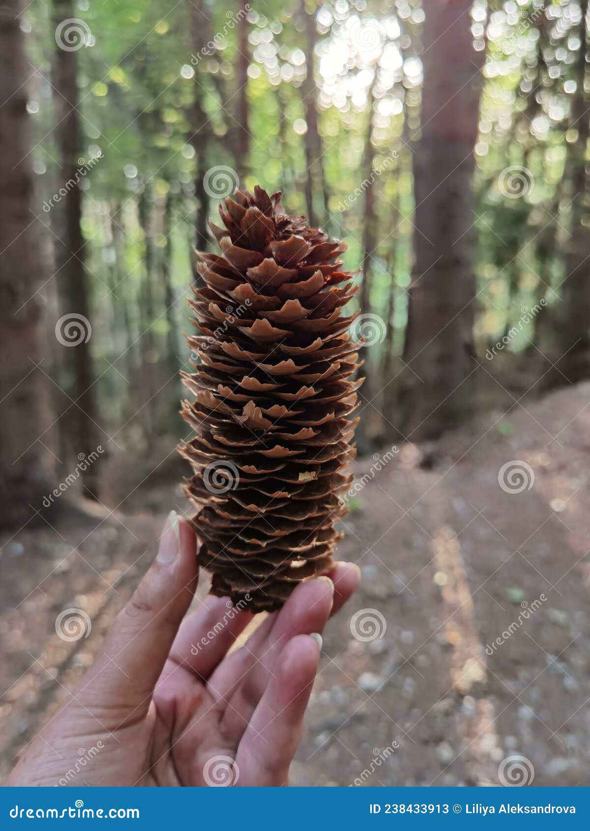 Sunny Forrst Stock Photos - Free & Royalty-Free Stock Photos from ...