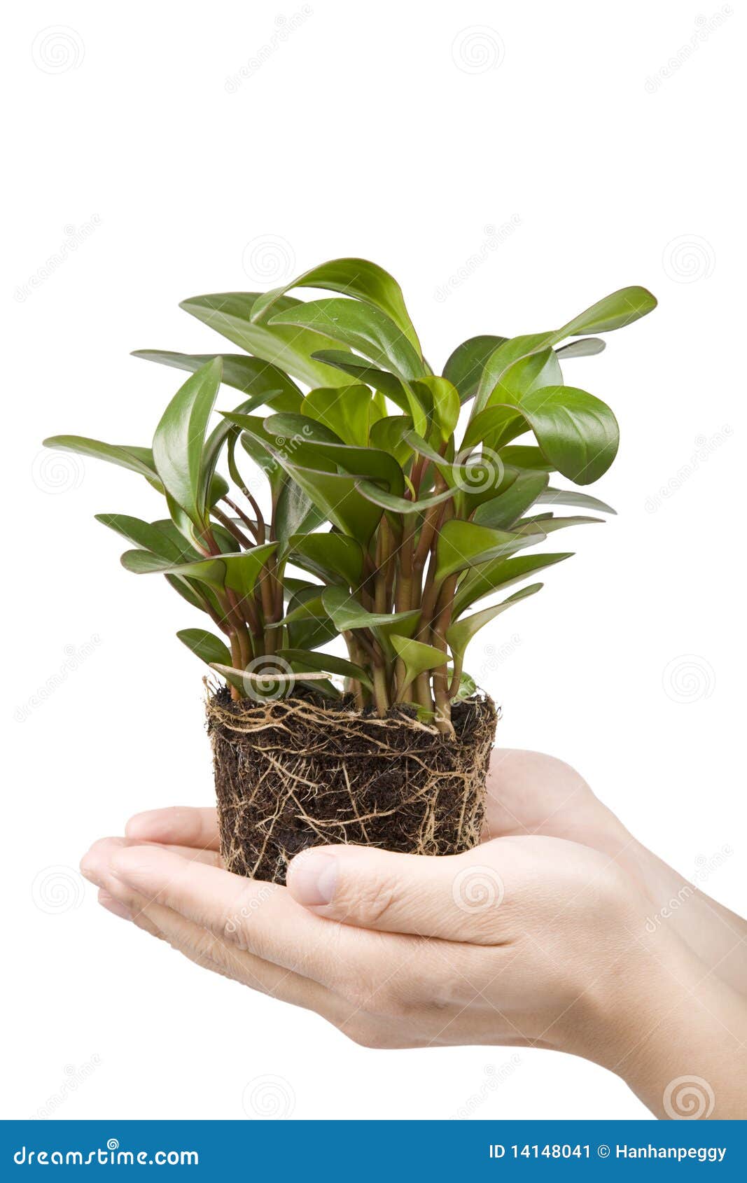 Hand holding plant stock image. Image of fragility, person - 14148041