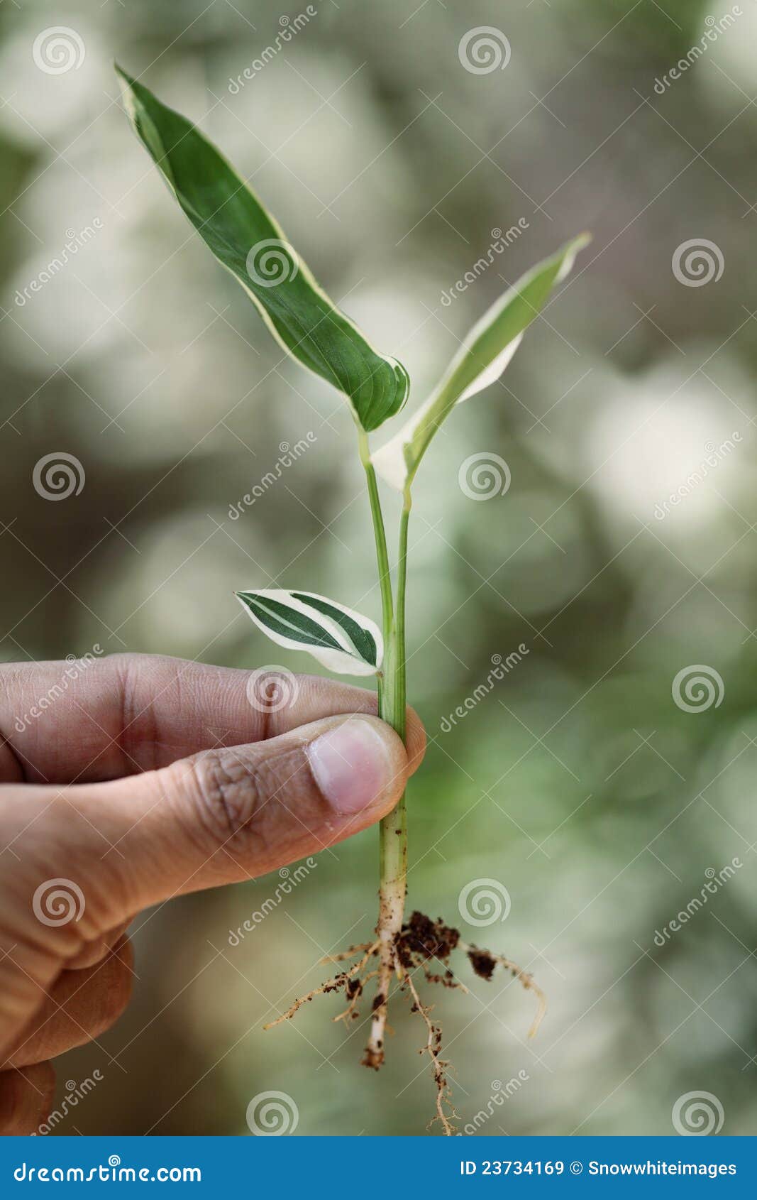 Hand holding plant stock image. Image of plant, achievement - 23734169