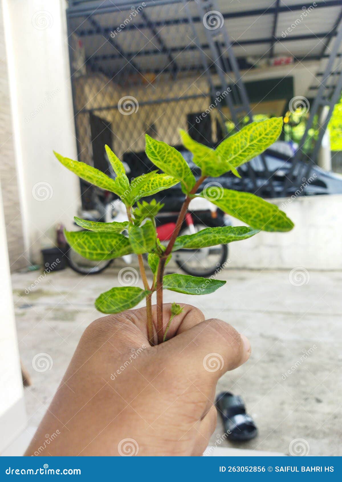 Hand holding plant stock photo. Image of produce, houseplant - 263052856