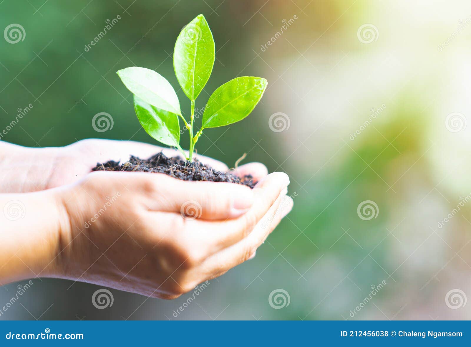 Hand Holding Plant for Green Environment Stock Photo - Image of finger ...