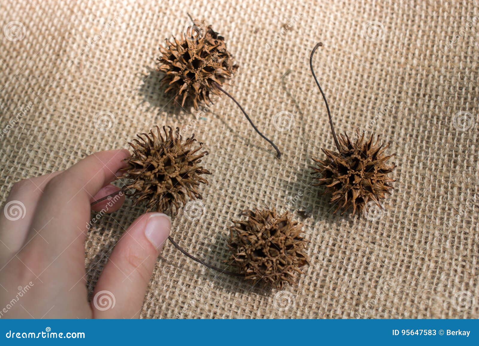 Hand Holding Pod or Capsule Stock Image - Image of background, plant ...