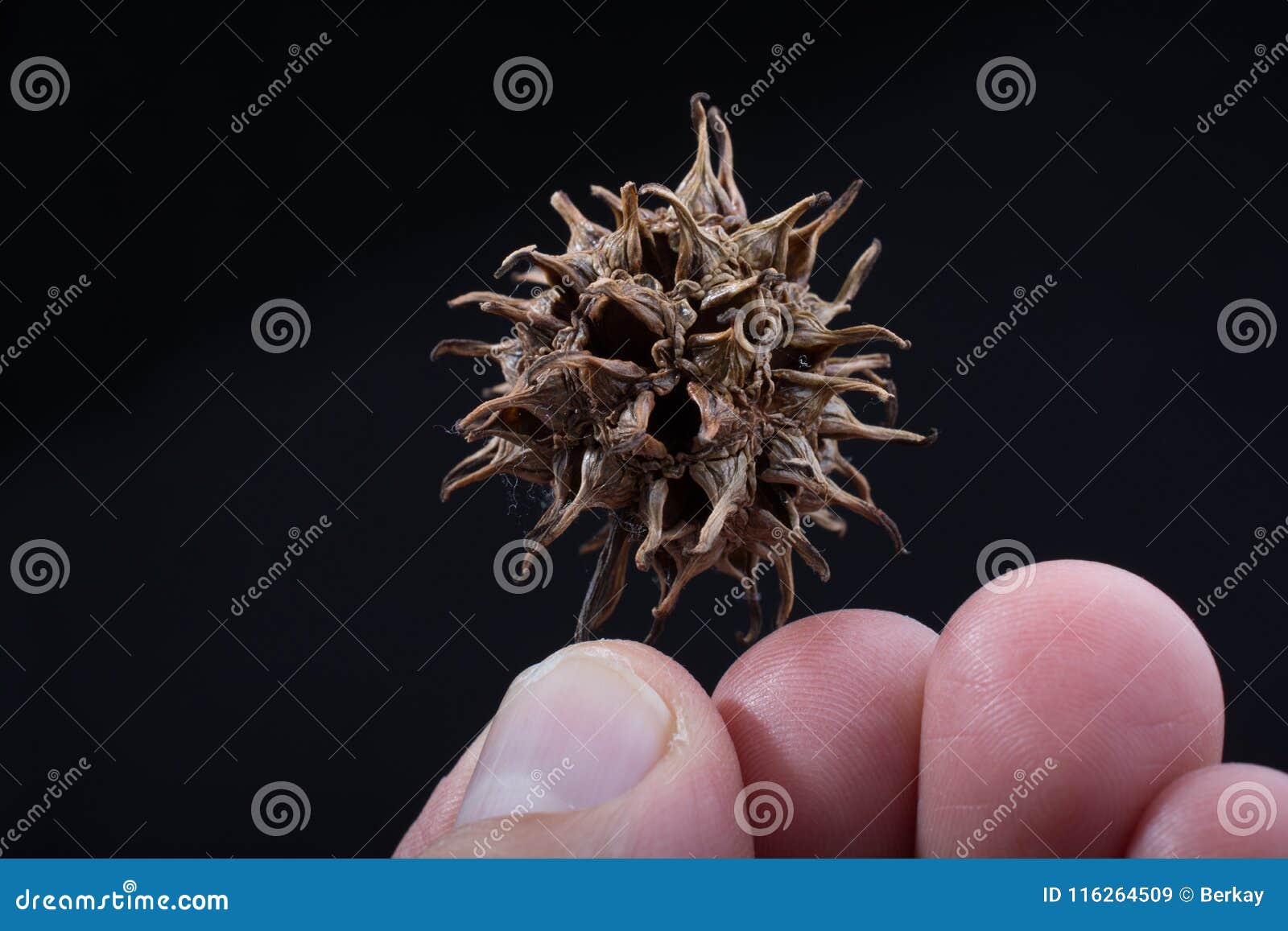 Pod, Cone or Capsule in Hand Stock Image - Image of plant, hand: 116264509