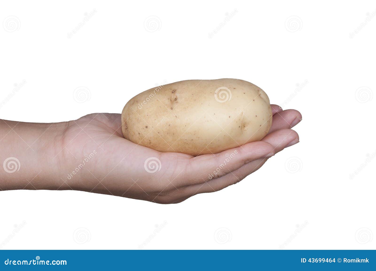 Hand holding a potato stock photo. Image of delicious - 43699464