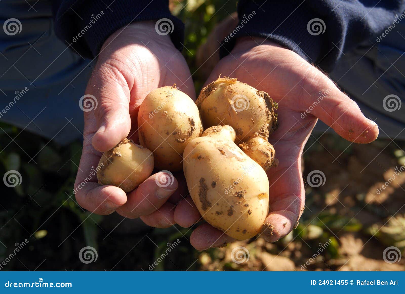 Hand Holding Potatoes stock image. Image of nabateans - 24921455