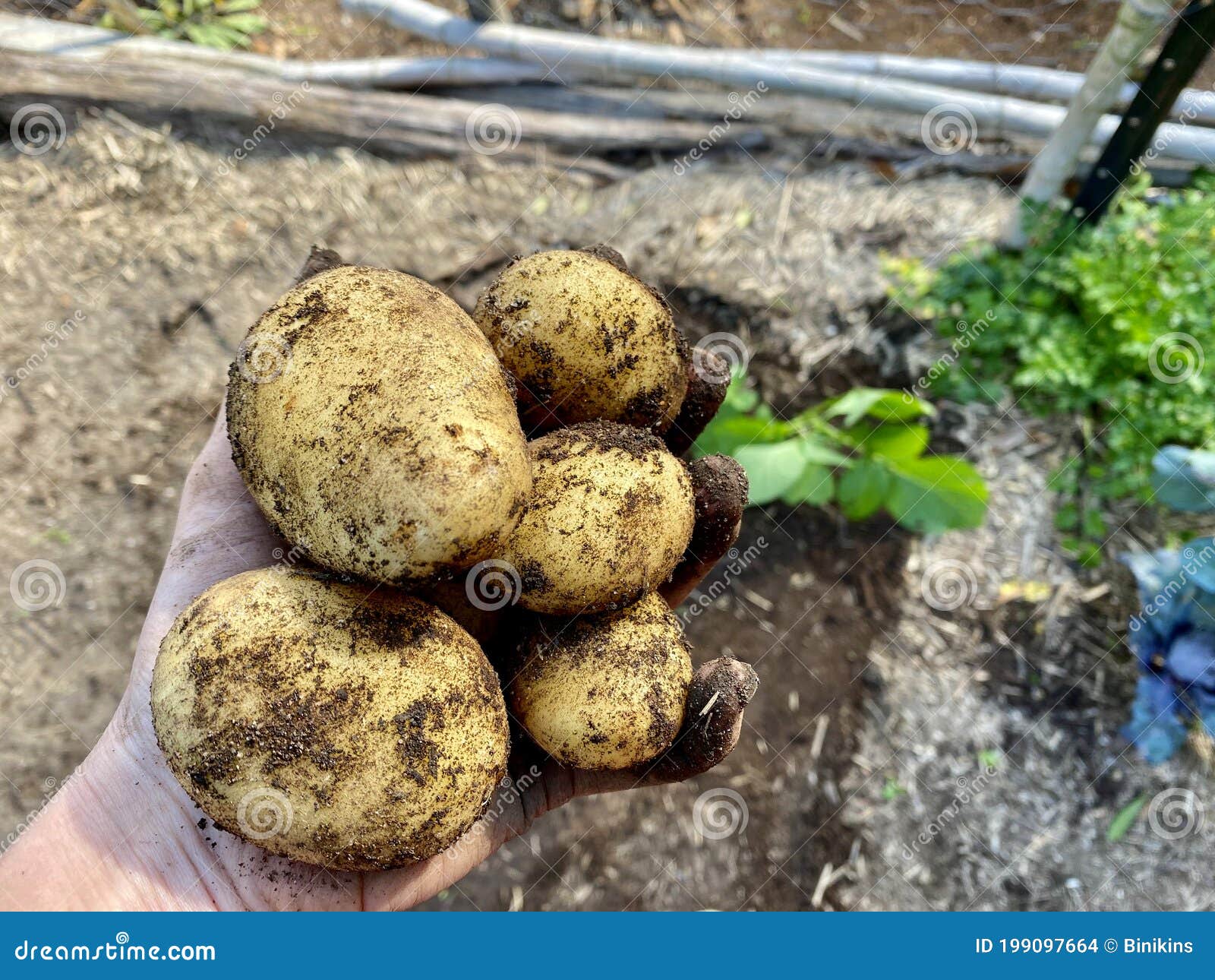 A Hand Holding Potatoes stock photo. Image of grown - 199097664