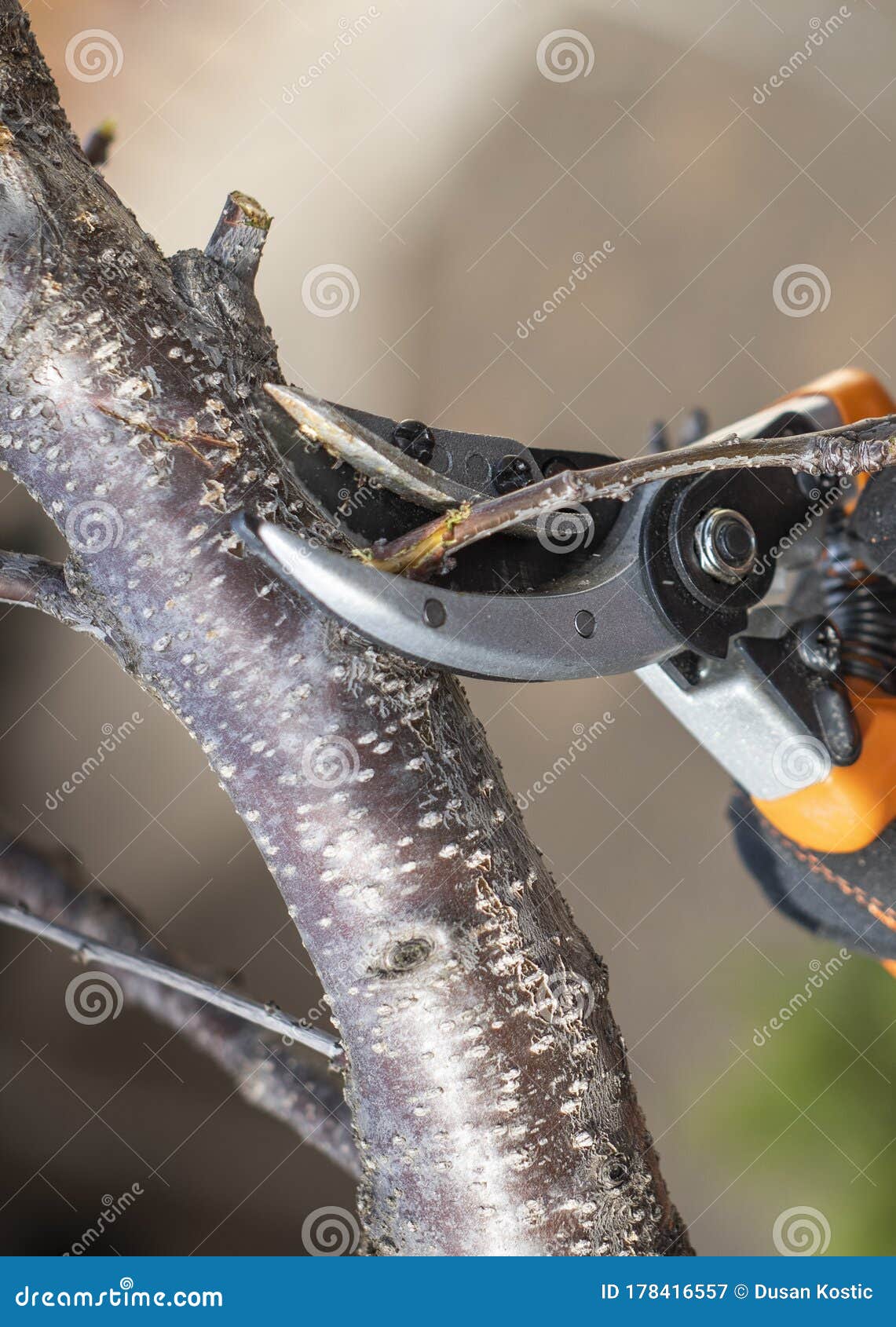 Pruning Twigs and Branches. Trim, Cutter Stock Image - Image of ...