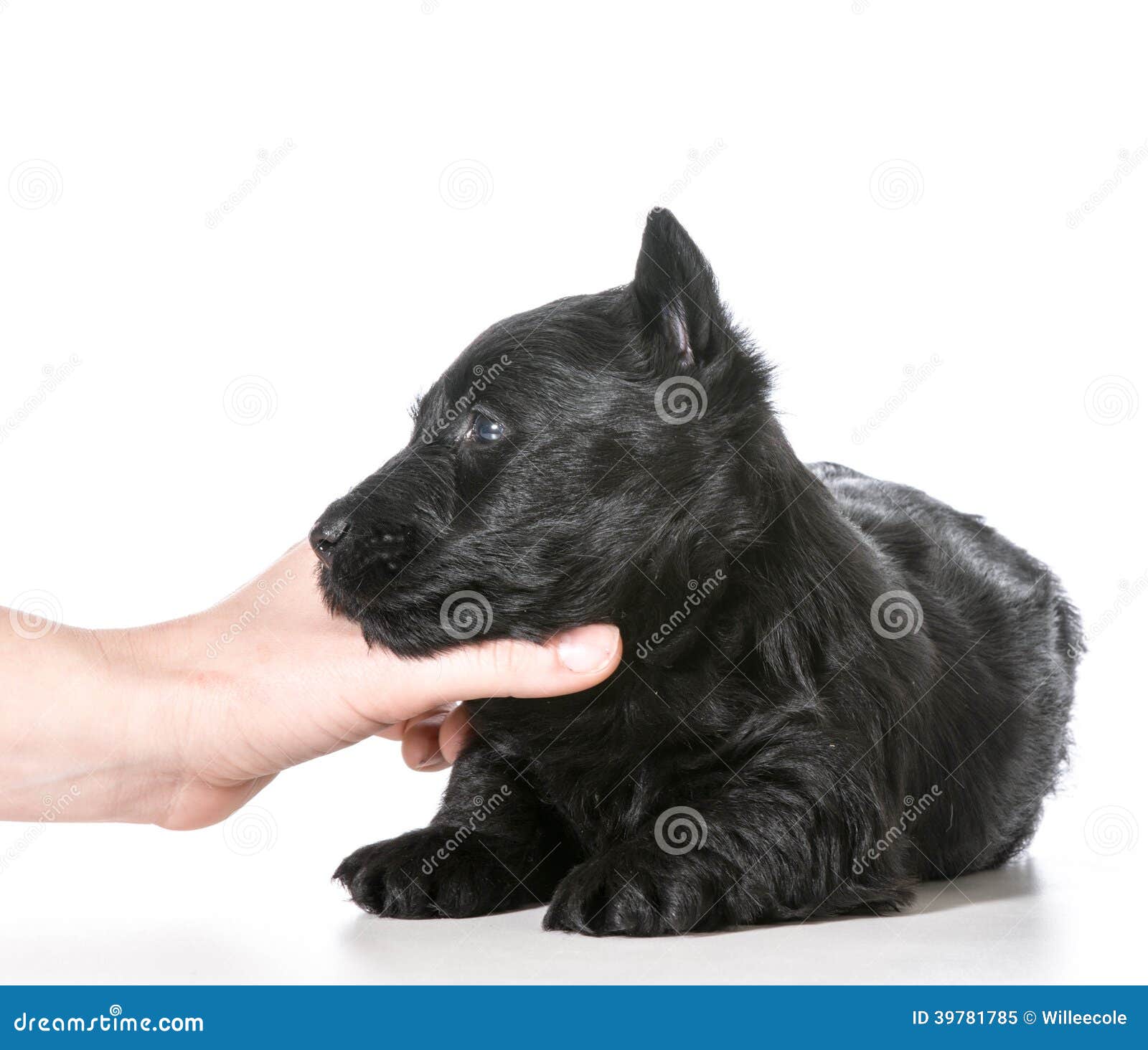 Hand holding puppy stock image. Image of play, sweet - 39781785