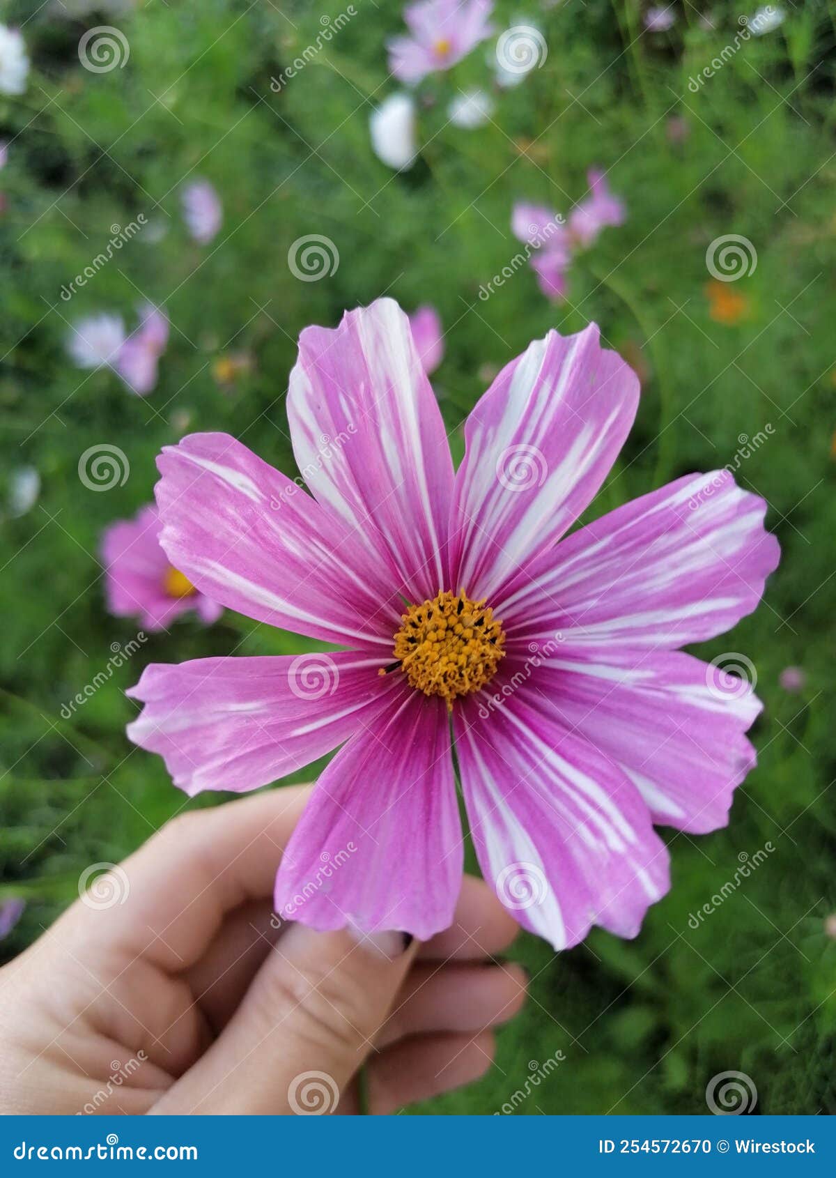 Hand Holding a Purple Flower Stock Photo - Image of flowers, holding ...