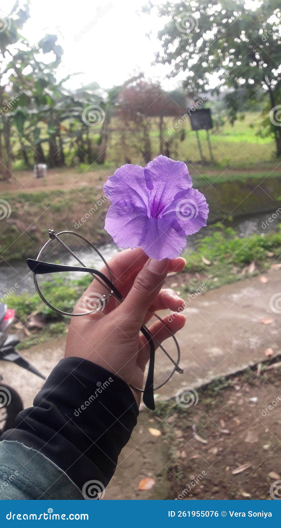 Hand holding purple flower stock photo. Image of blossom - 261955076