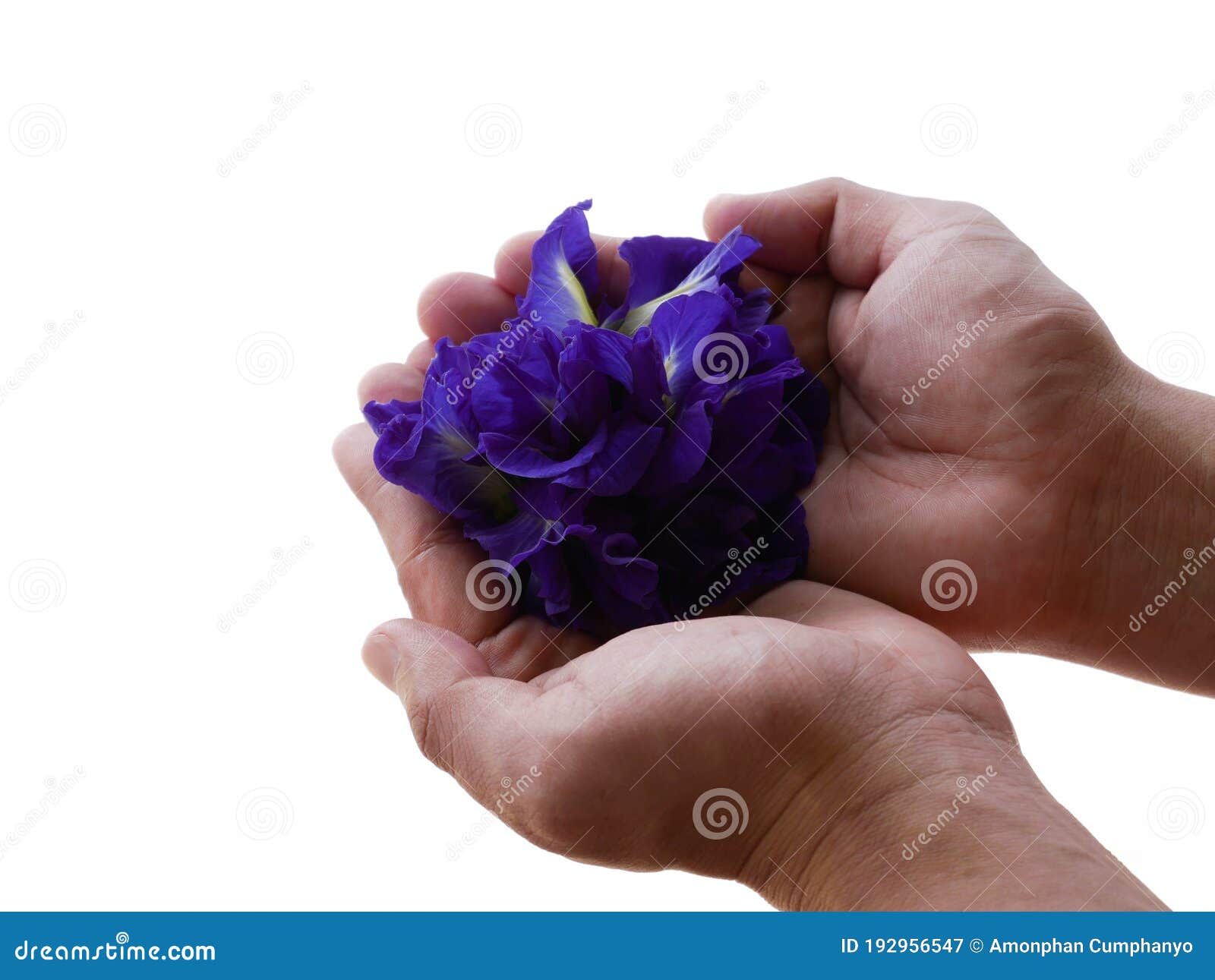 Hand Holding Purple Flower on White Background Stock Image - Image of ...