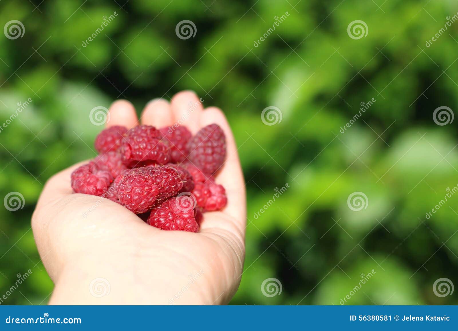 Hand holding raspberries stock image. Image of picked - 56380581