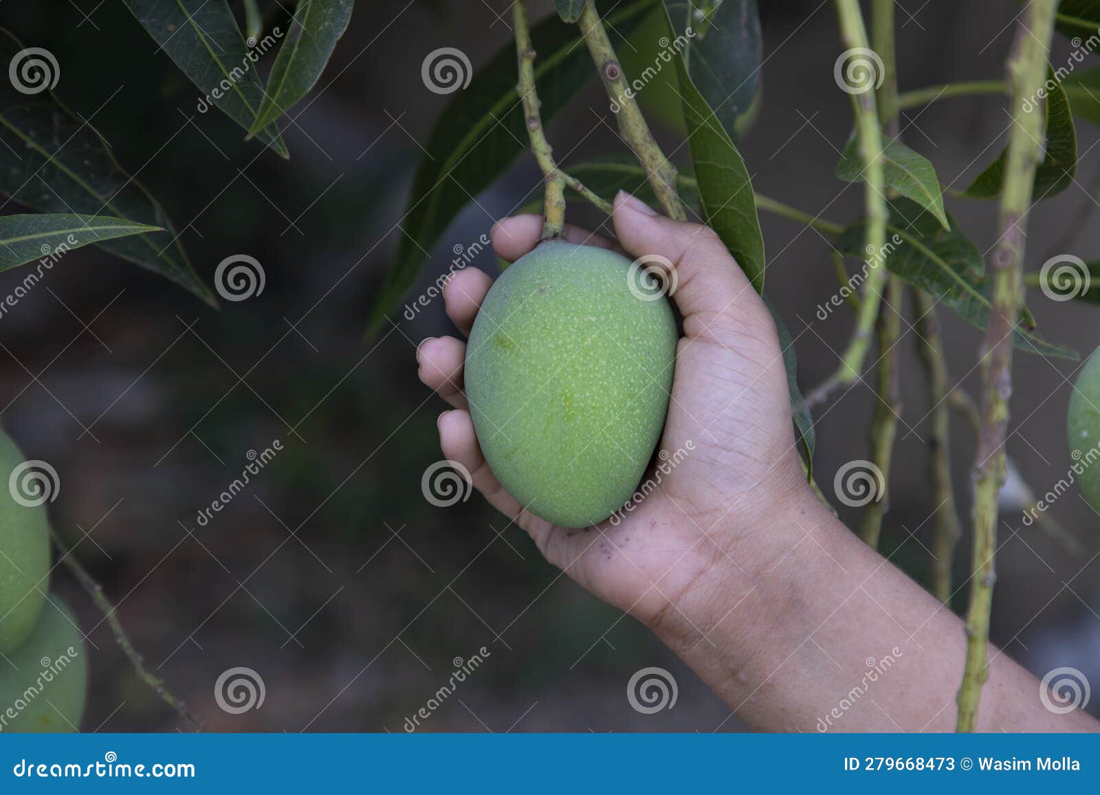 Hand-holding Raw Green Mango in the Hanging Tree Branch Stock Image ...