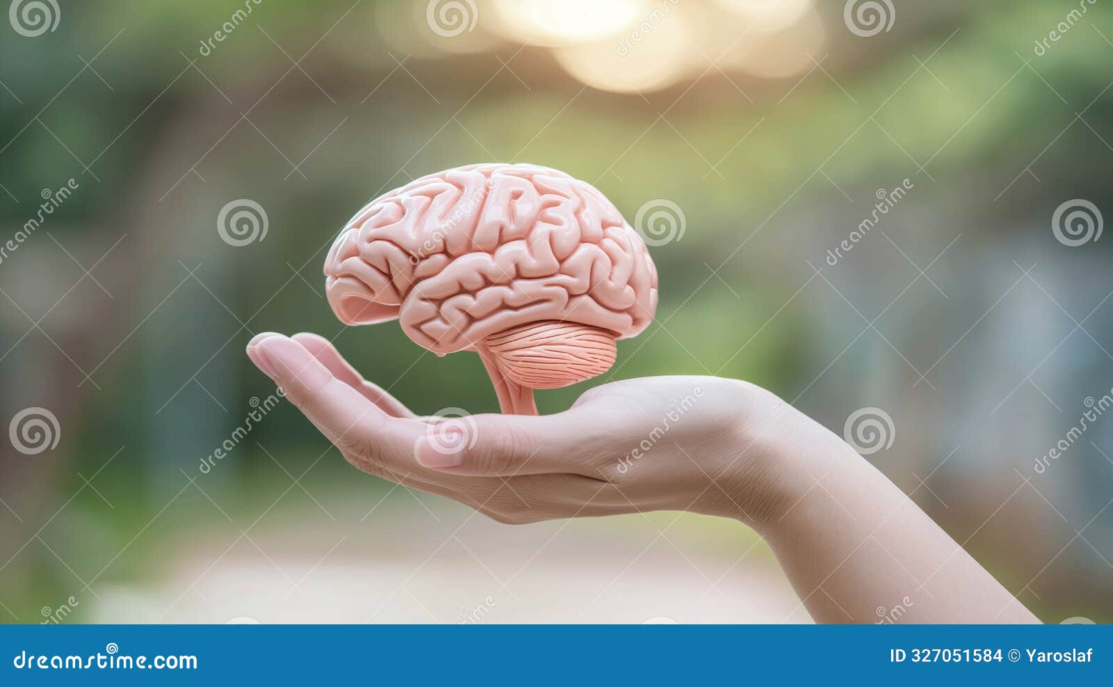 Hand Holding a Realistic Human Brain Model Outdoors. the Image ...