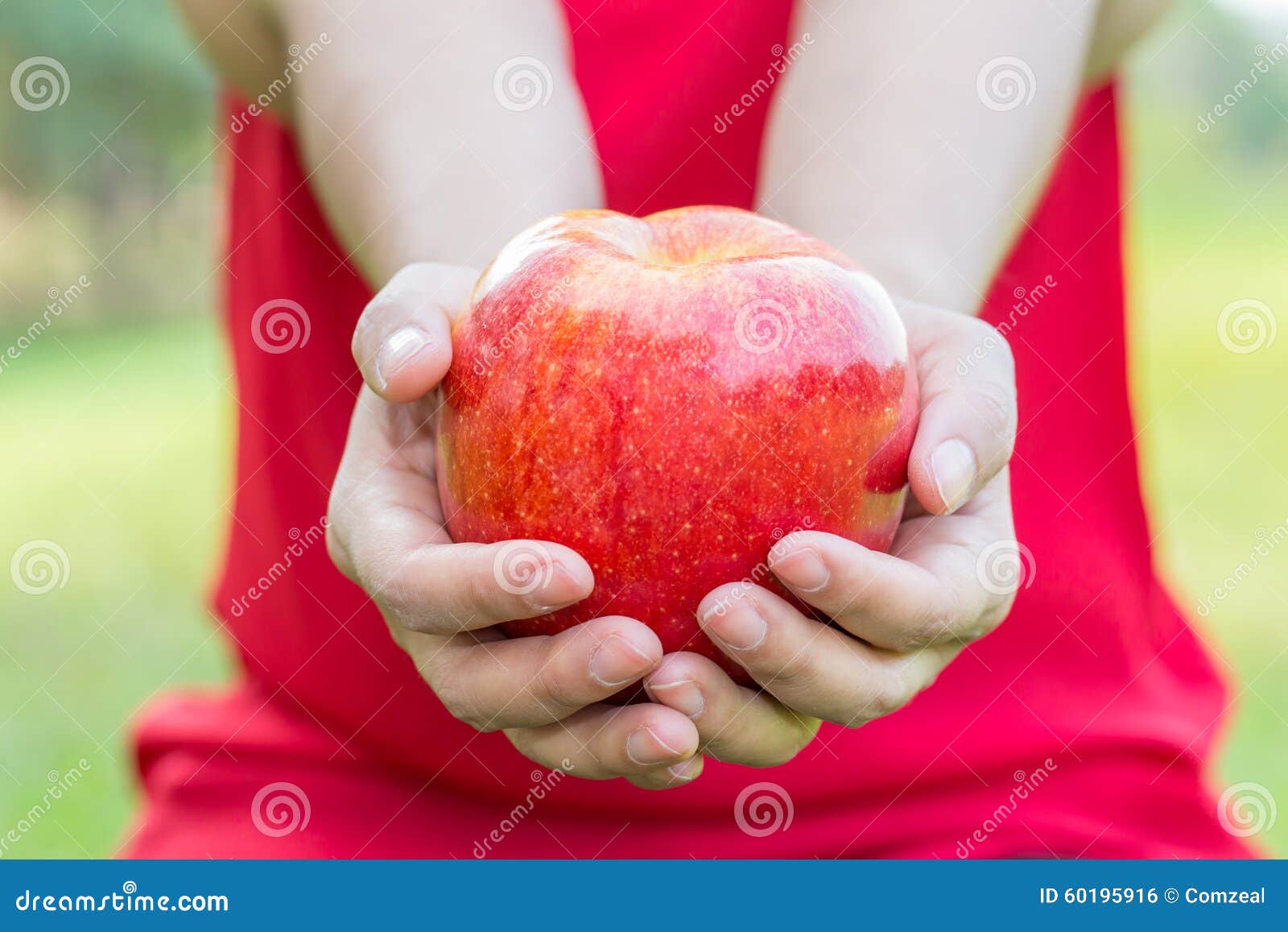 Hand holding red apple stock photo. Image of hand, girl - 60195916