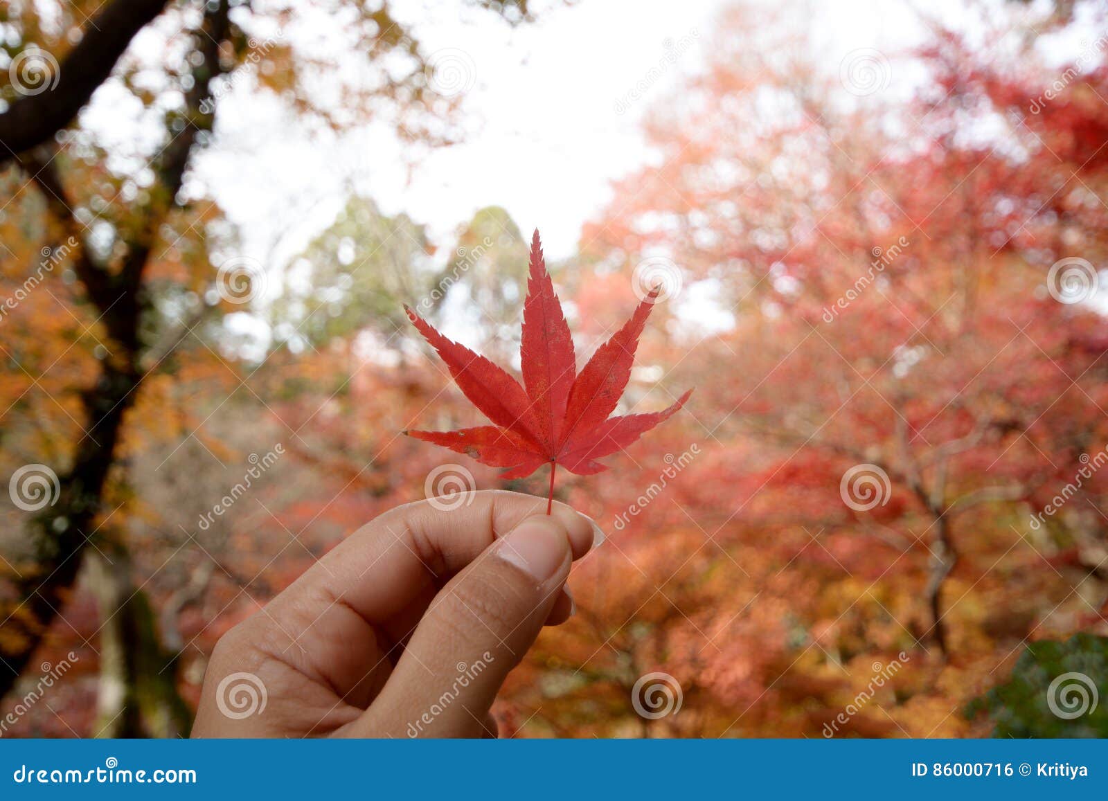 A Hand Holding a Red Maple Leaf Stock Photo - Image of colors, hand ...