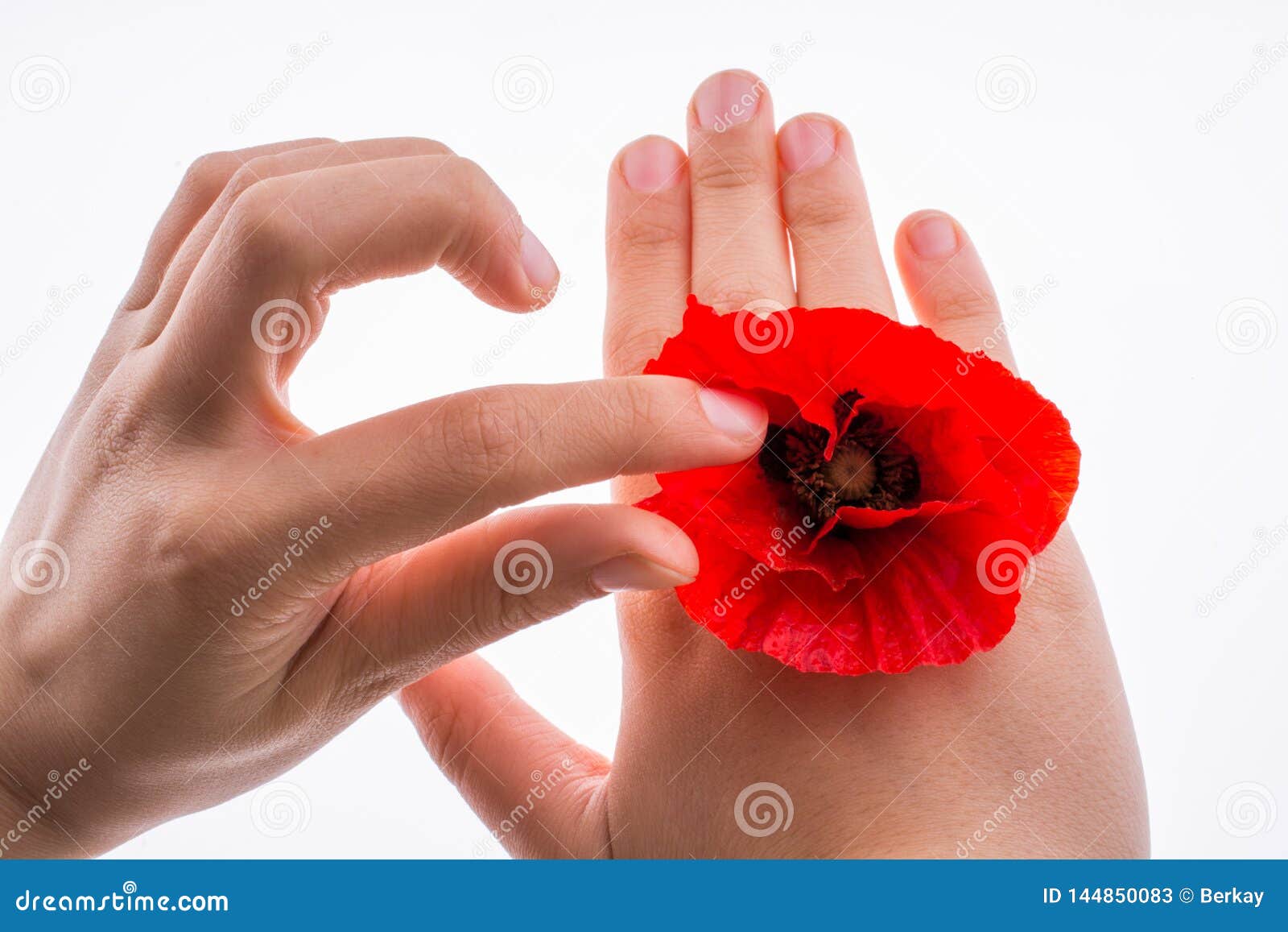 Hand holding a Red Poppy stock image. Image of fresh - 144850083