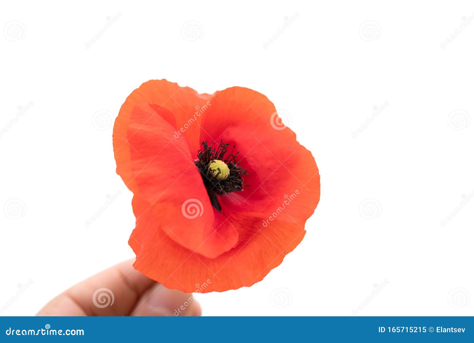 Hand Holding a Red Poppy on a White Background Stock Image - Image of ...