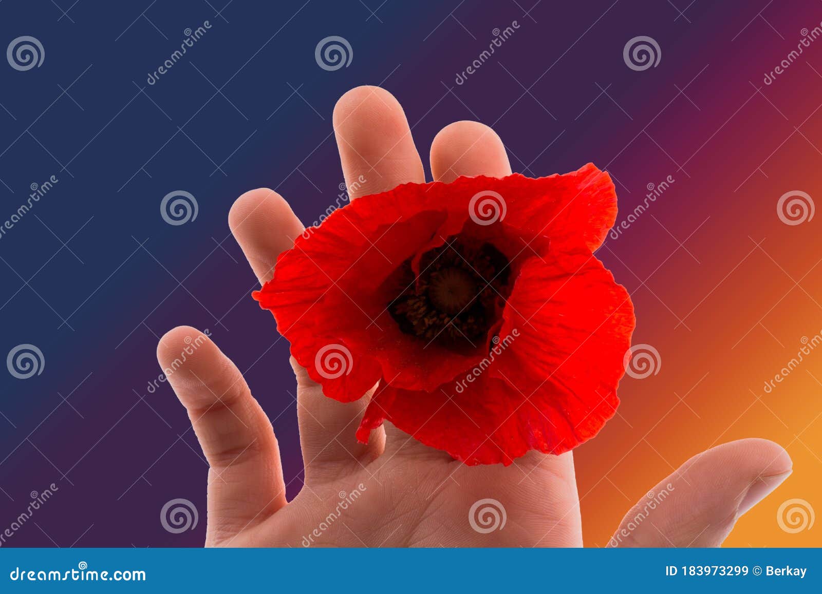 Hand holding a Red Poppy stock image. Image of hold - 183973299