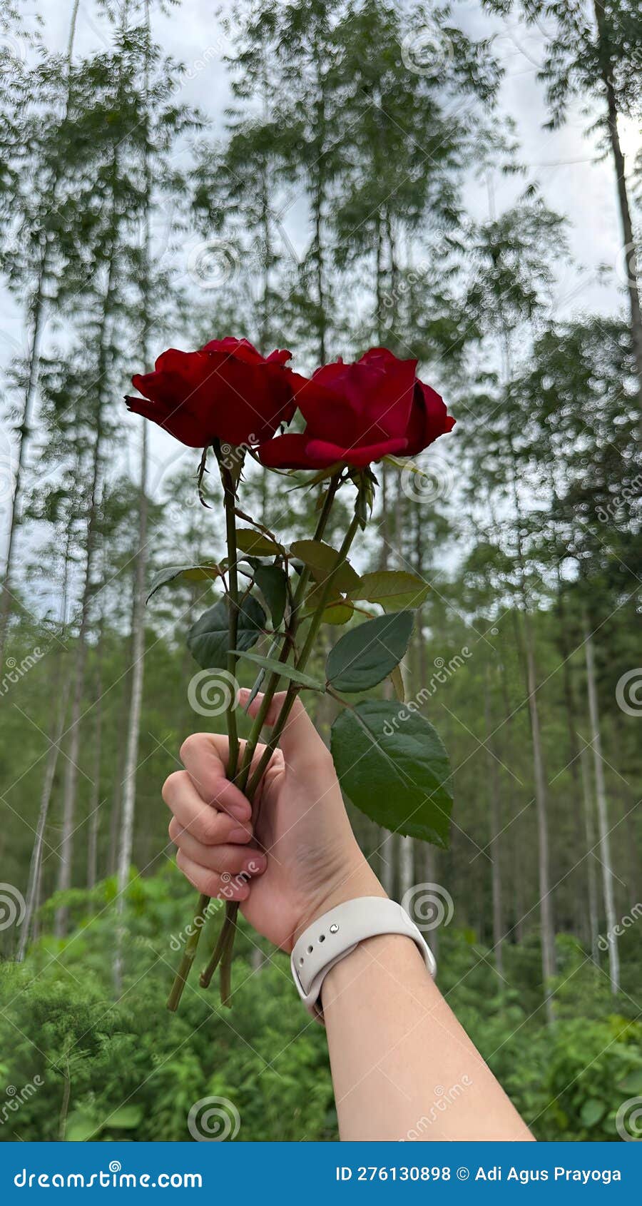 Hand Holding a Red Rose Against a Tree Background Stock Photo - Image ...