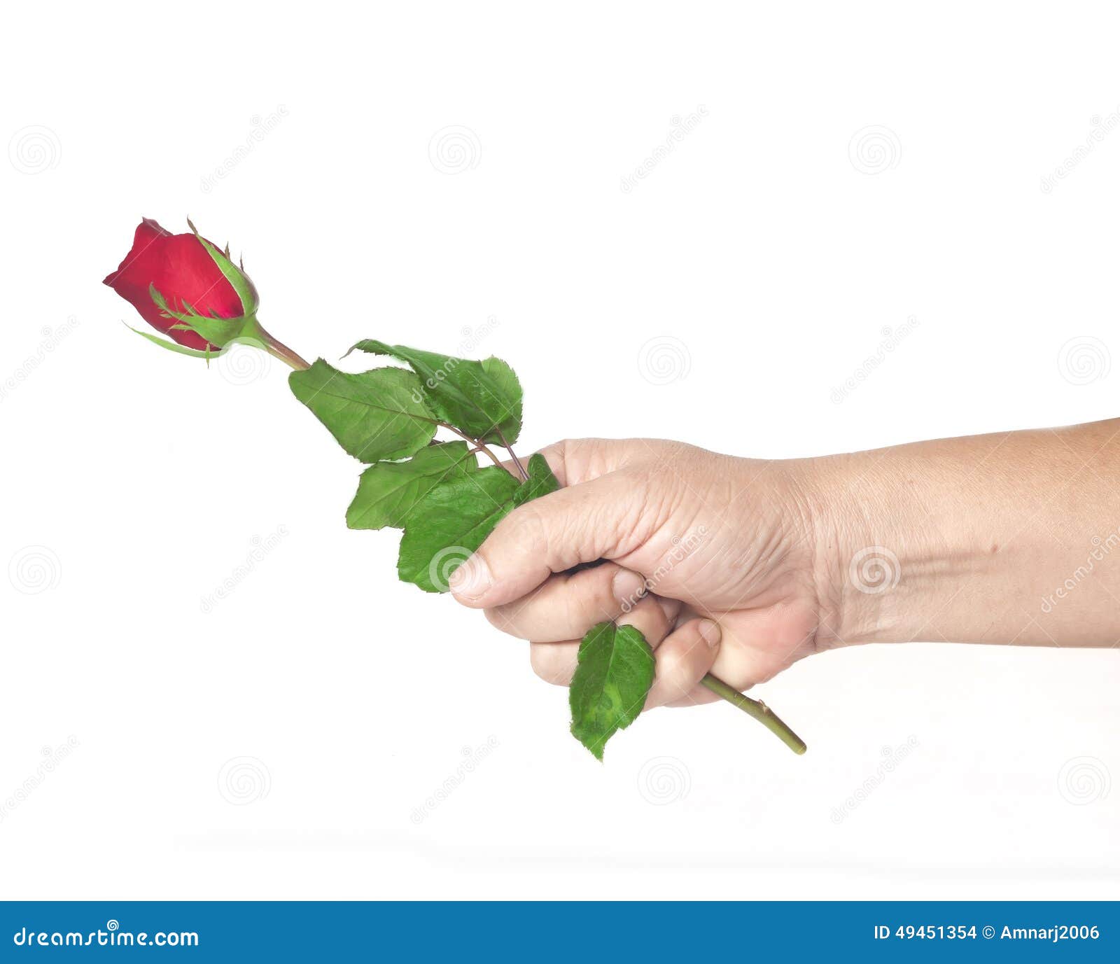 Hand holding red rose stock photo. Image of human, leaf - 49451354