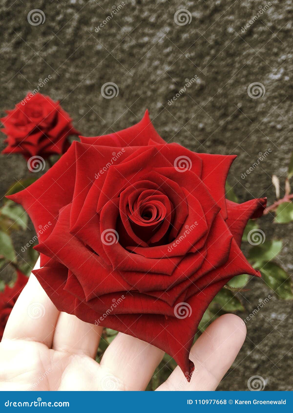 Red rose on Madeira stock photo. Image of flower, hand - 110977668