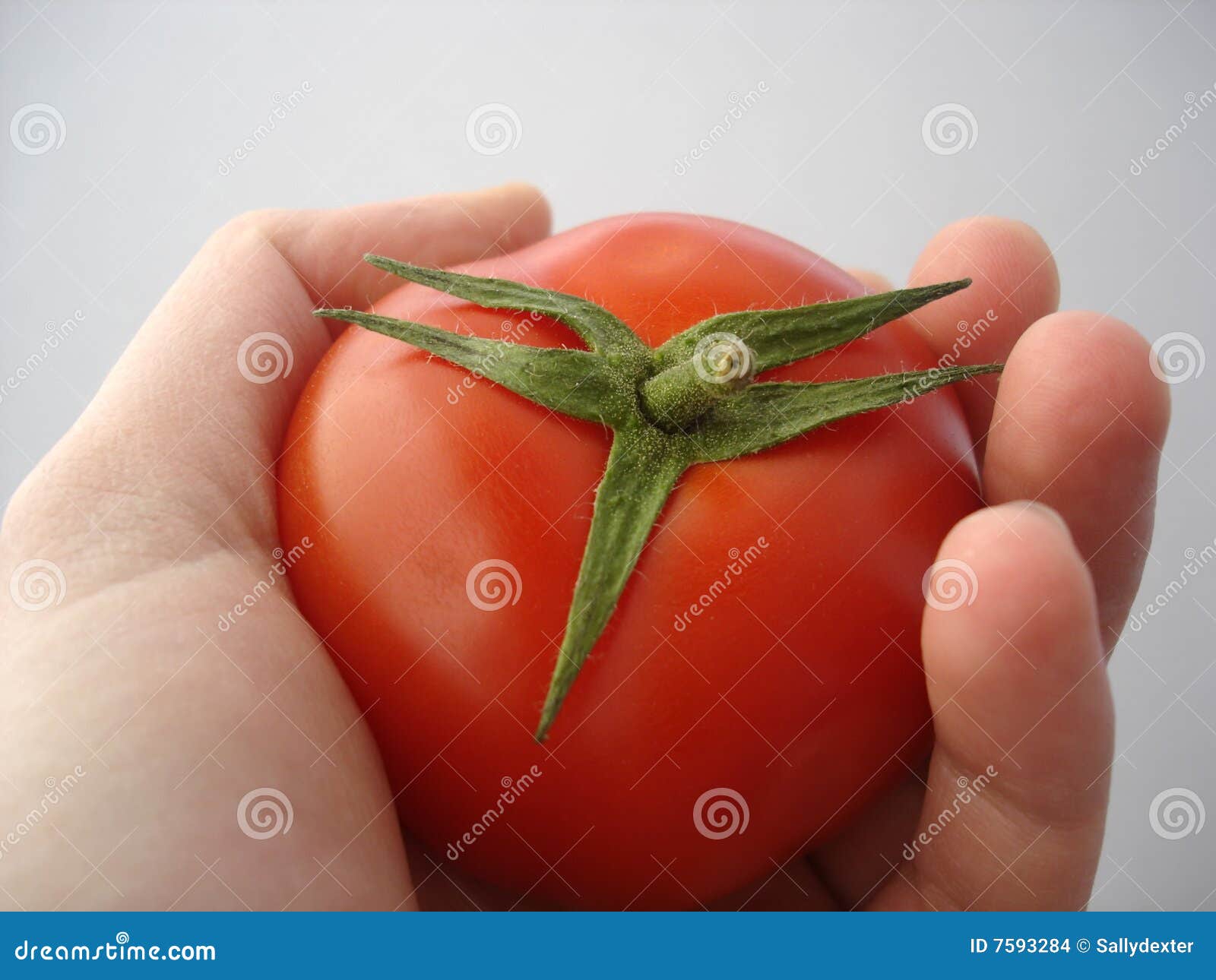 Hand holding red tomato stock photo. Image of holding - 7593284