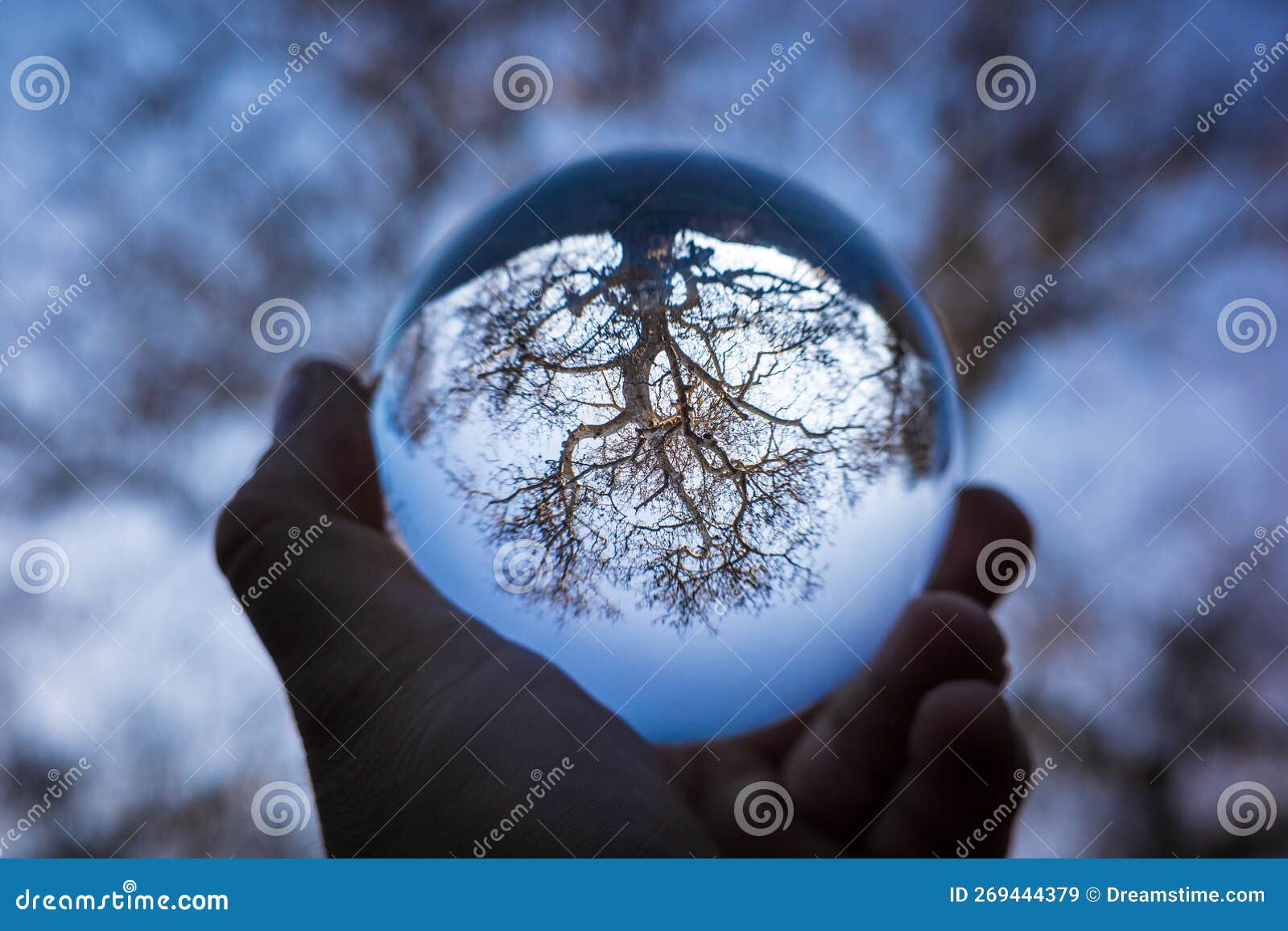 Hand Holding a Reflective Glass Ball with a Bare Tree Reflection Stock ...