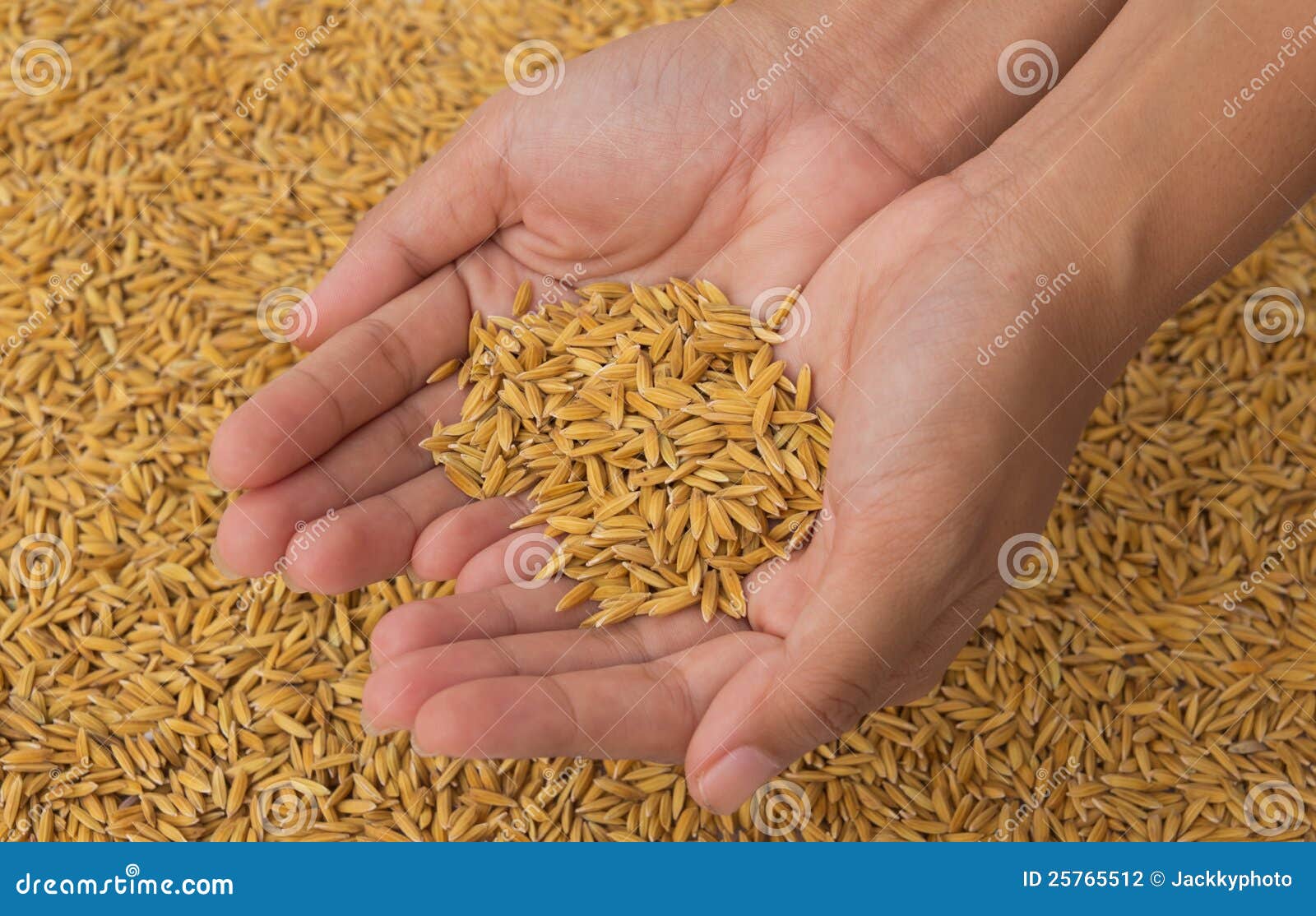 Hand holding rice stock photo. Image of crop, grains - 25765512
