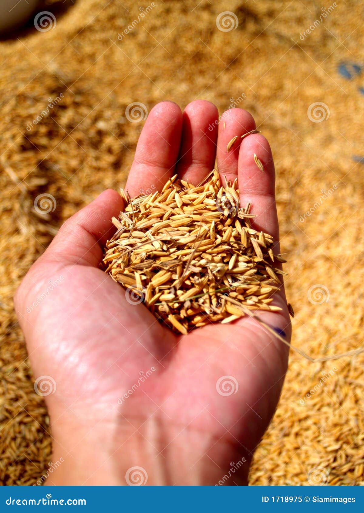 Hand holding rice 3 stock image. Image of food, yield - 1718975