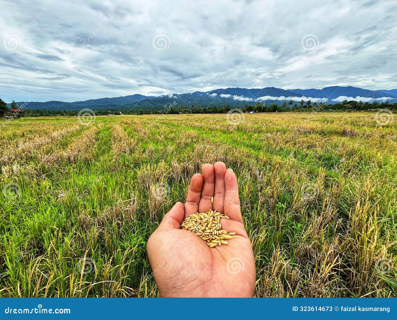 The hand holding the rice stock image. Image of grain - 323614673